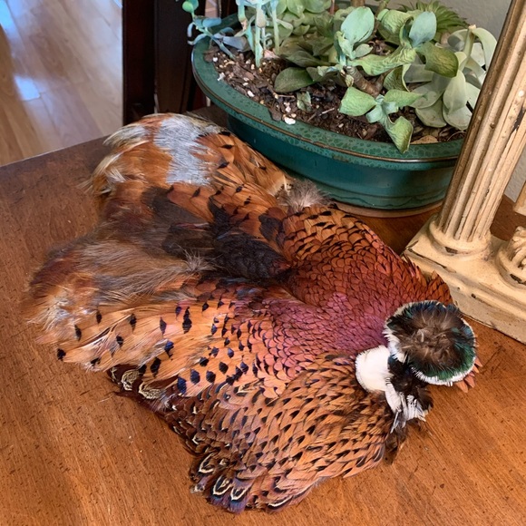 pheasant | Wall Decor | Ringneck Pheasant Feather Mount Display ...